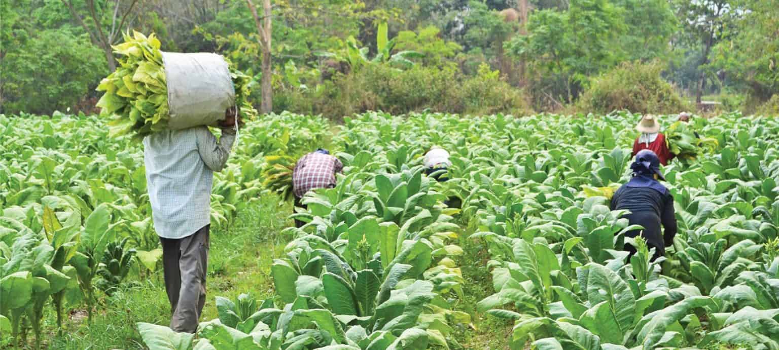 Pajak Usaha Rokok: Pengertian, Aturan, dan Cara Hitungnya
