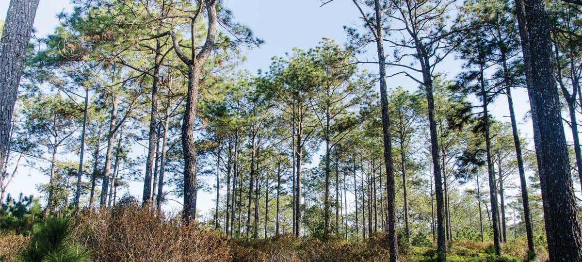 Ketentuan PBB Sektor Perhutanan yang Harus Anda Pahami